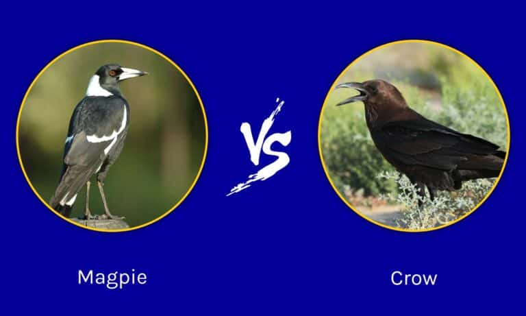 Magpie vs Crow: What Are The Differences? - A-Z Animals