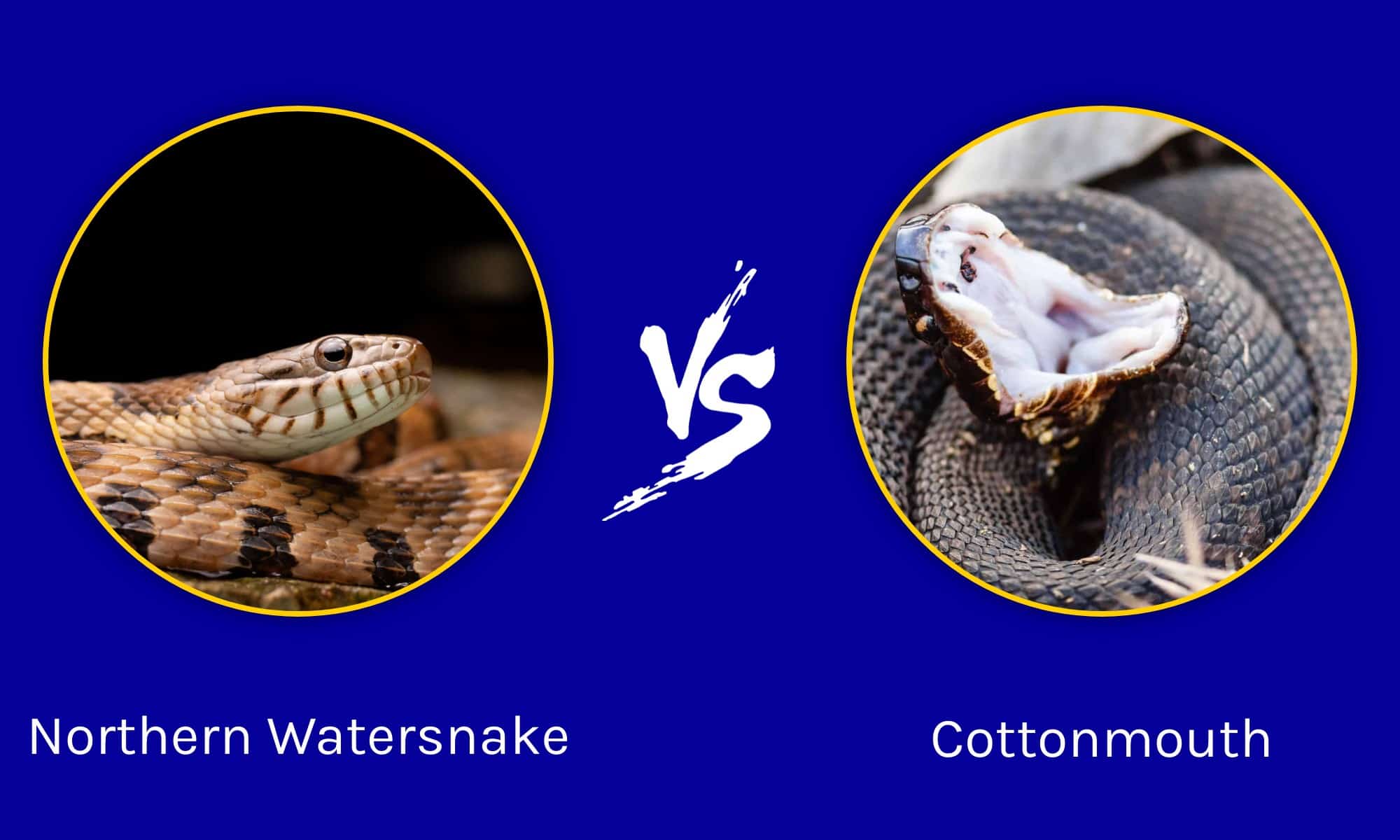 Northern Watersnake Vs Cottonmouth: 6 Key Differences - A-Z Animals