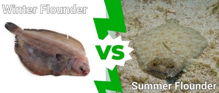 Winter Flounder vs Summer Flounder: Key Differences - A-Z Animals