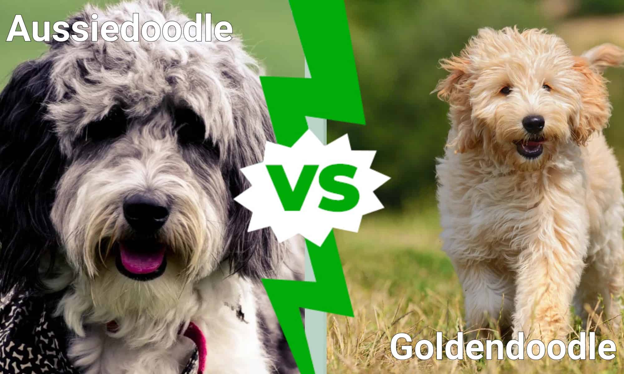 Aussiedoodle vs Goldendoodle: 5 Key Differences - A-Z Animals