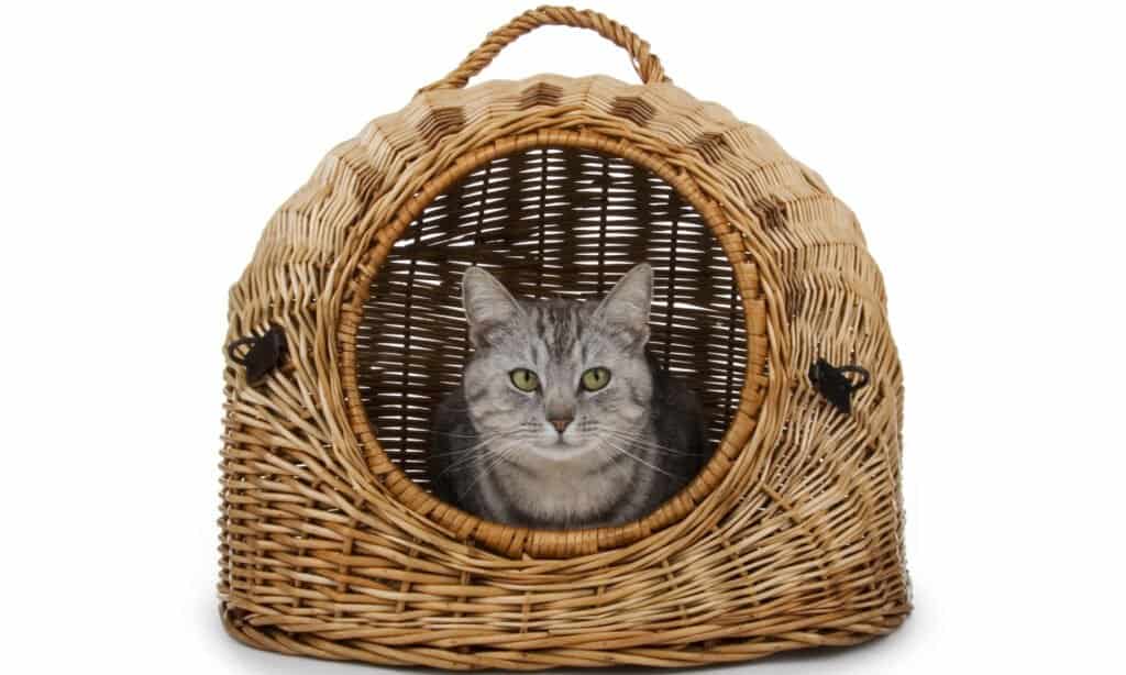 The Best Indoor Cat Houses: Reviewed and Ranked - A-Z Animals