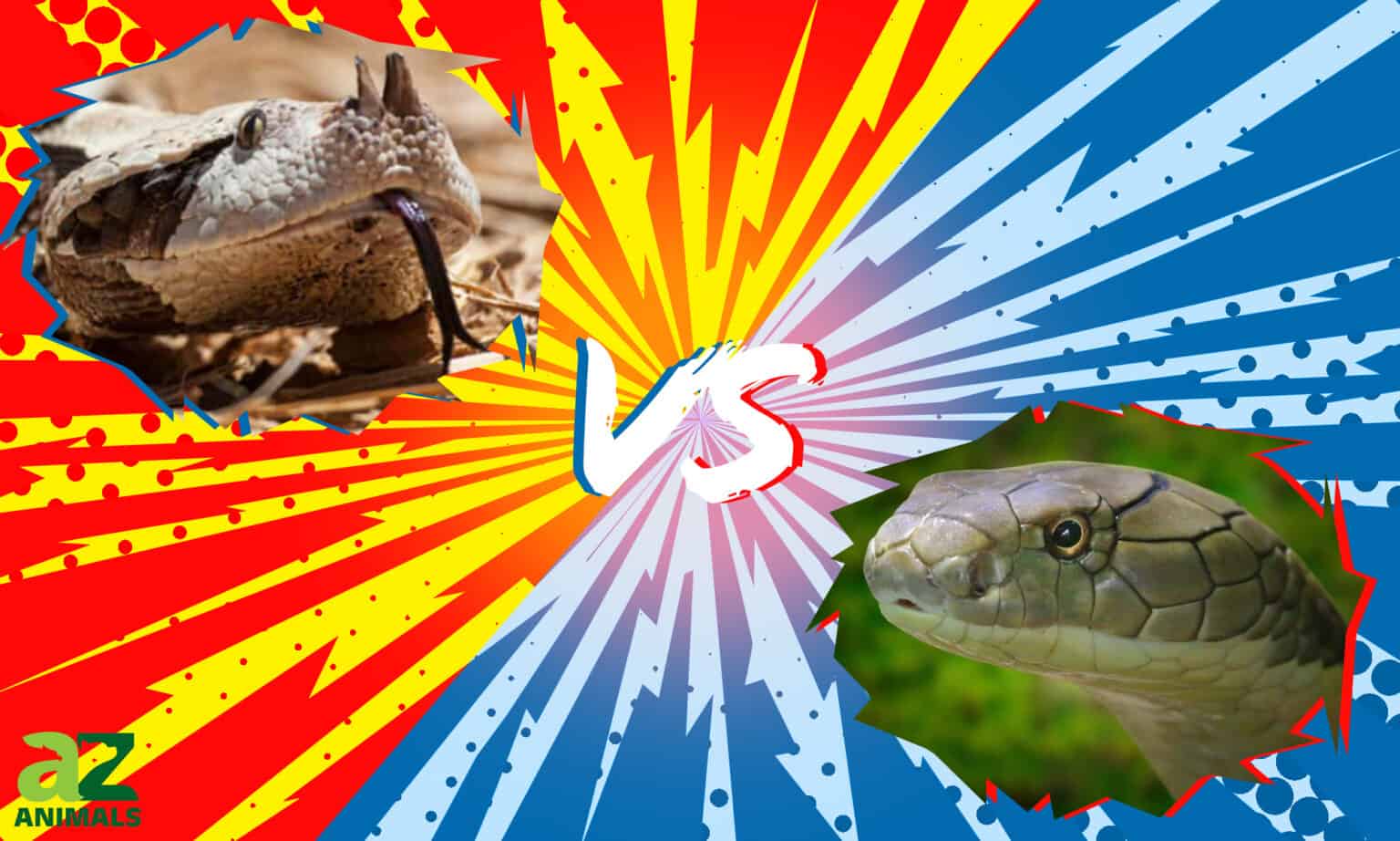 Gaboon Viper vs King Cobra: What’s the Difference? - A-Z Animals