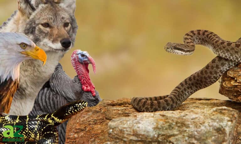 11 Animals that Hunt Rattlesnakes - A-Z Animals