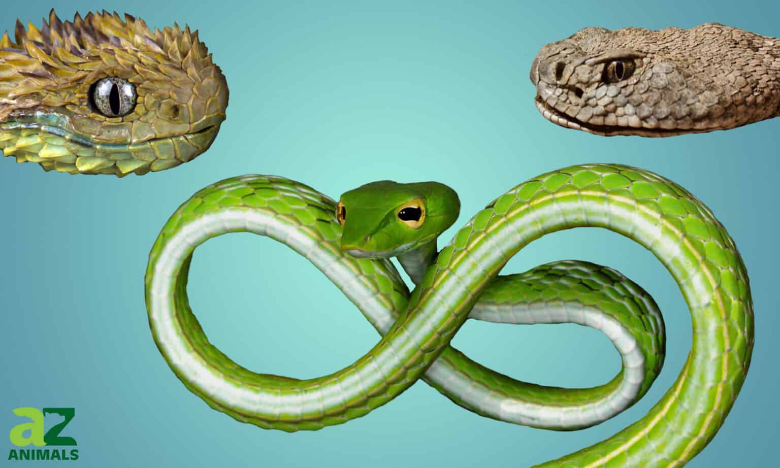 Discover The 10 Weirdest Snakes in the World - A-Z Animals