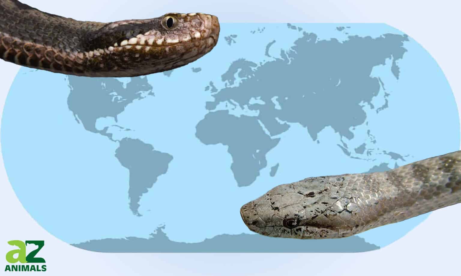 The Planet’s Most Elusive Serpents: 8 Rarest Snakes - A-Z Animals