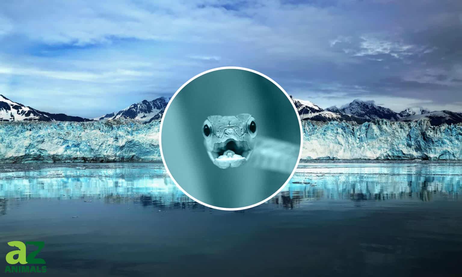 Snakes in Alaska - A-Z Animals