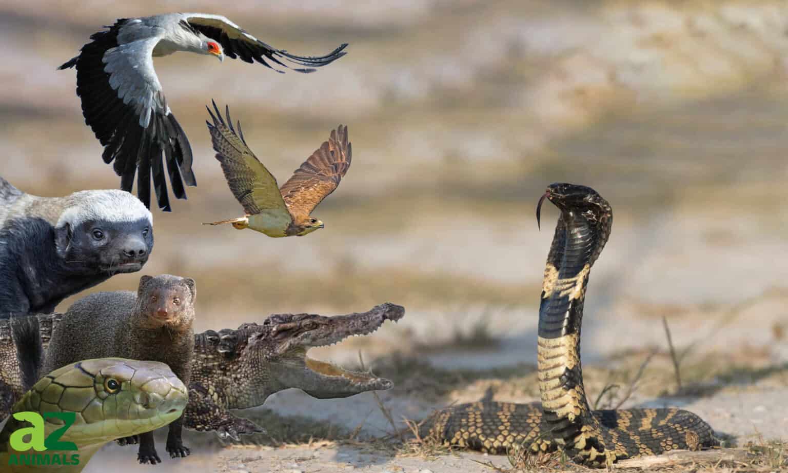 8 Animals That Hunt Cobras - A-Z Animals