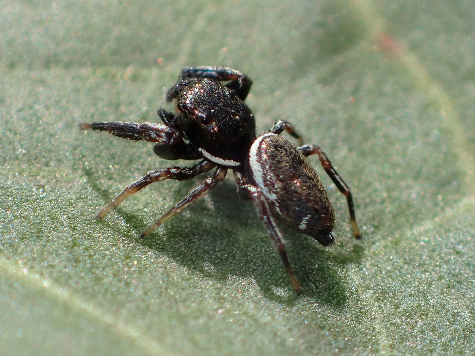 Discover the Johnny Cash Tarantula: California's Unique Spider Named ...