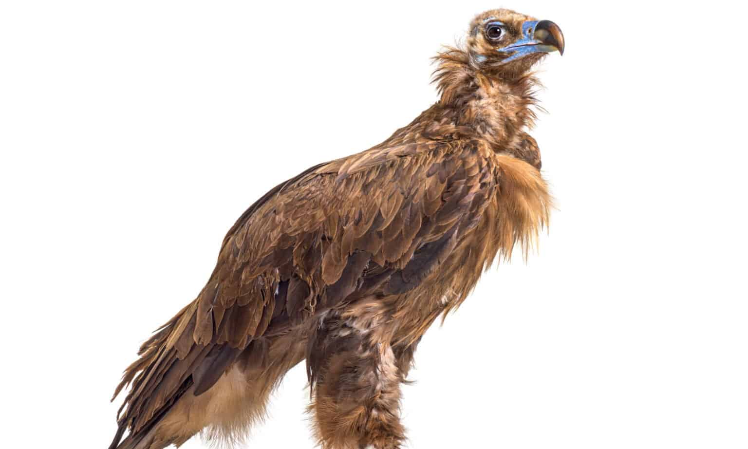 Vulture vs Eagle: Key Differences Explained - A-Z Animals