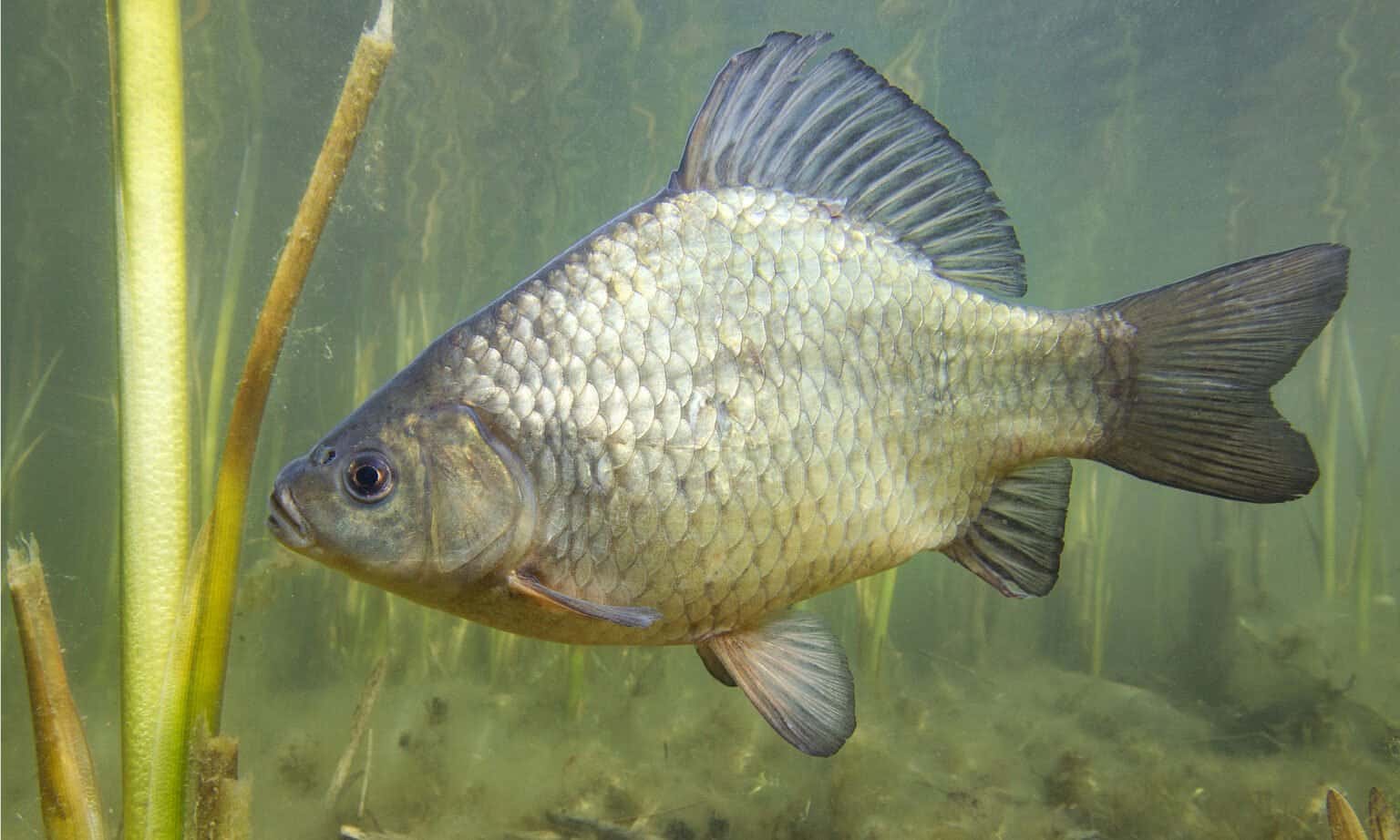 Crucian Carp Fish Facts - Carassius carassius - A-Z Animals
