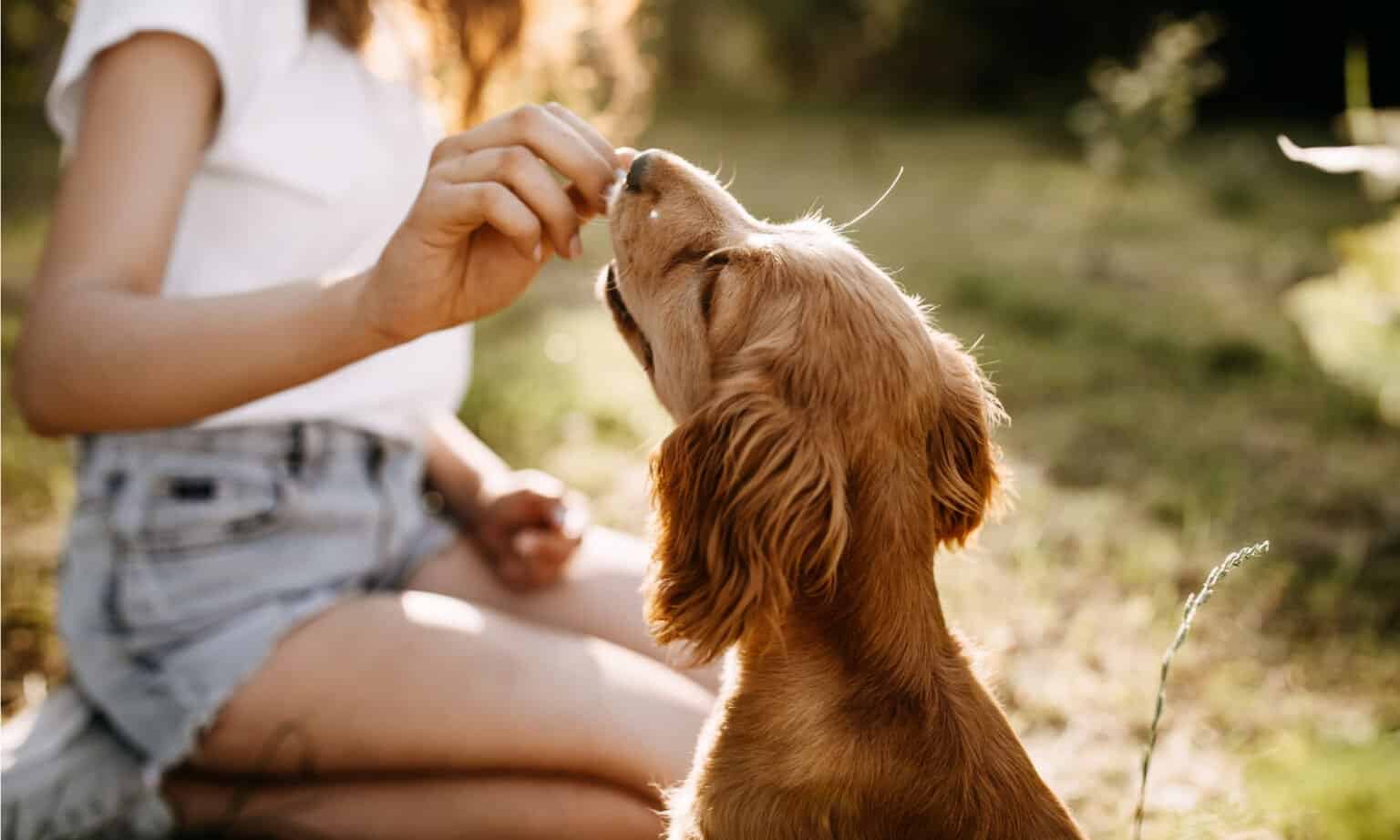 These Are The Reasons Your Dog is Nibbling On You - A-Z Animals