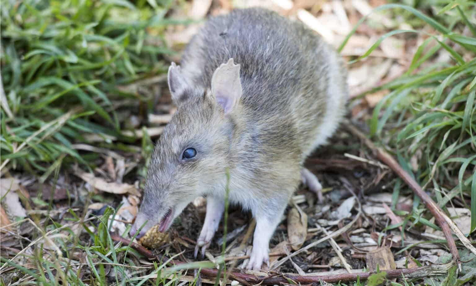 Eastern Barred Bandicoot Animal Facts - Perameles gunnii - A-Z Animals