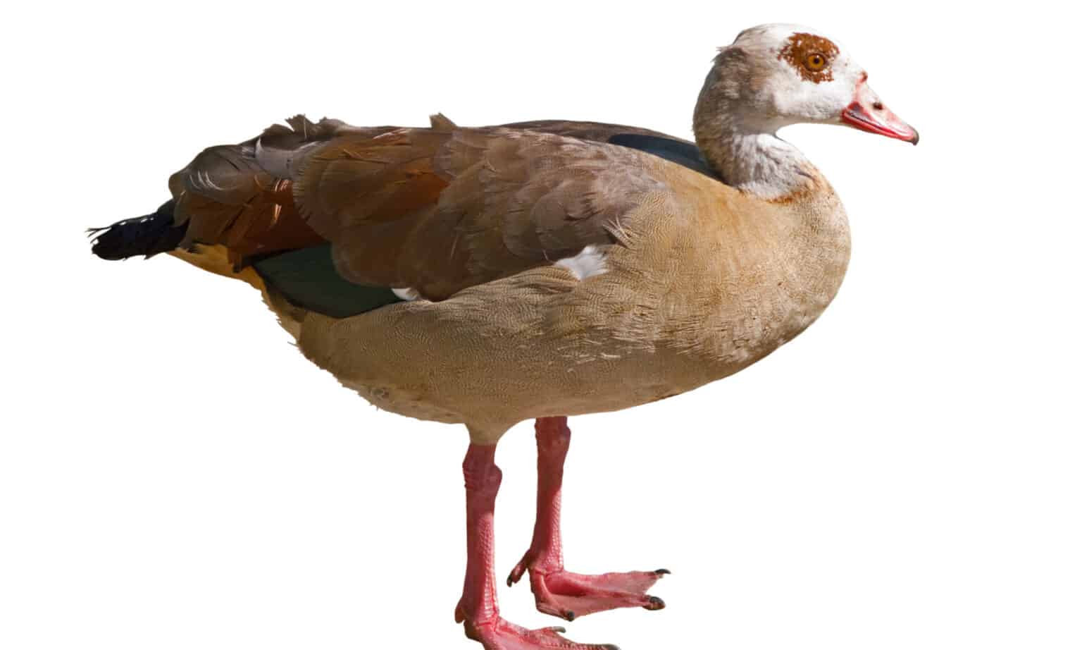 Egyptian Goose Animal Facts - Alopochen aegyptiaca - A-Z Animals
