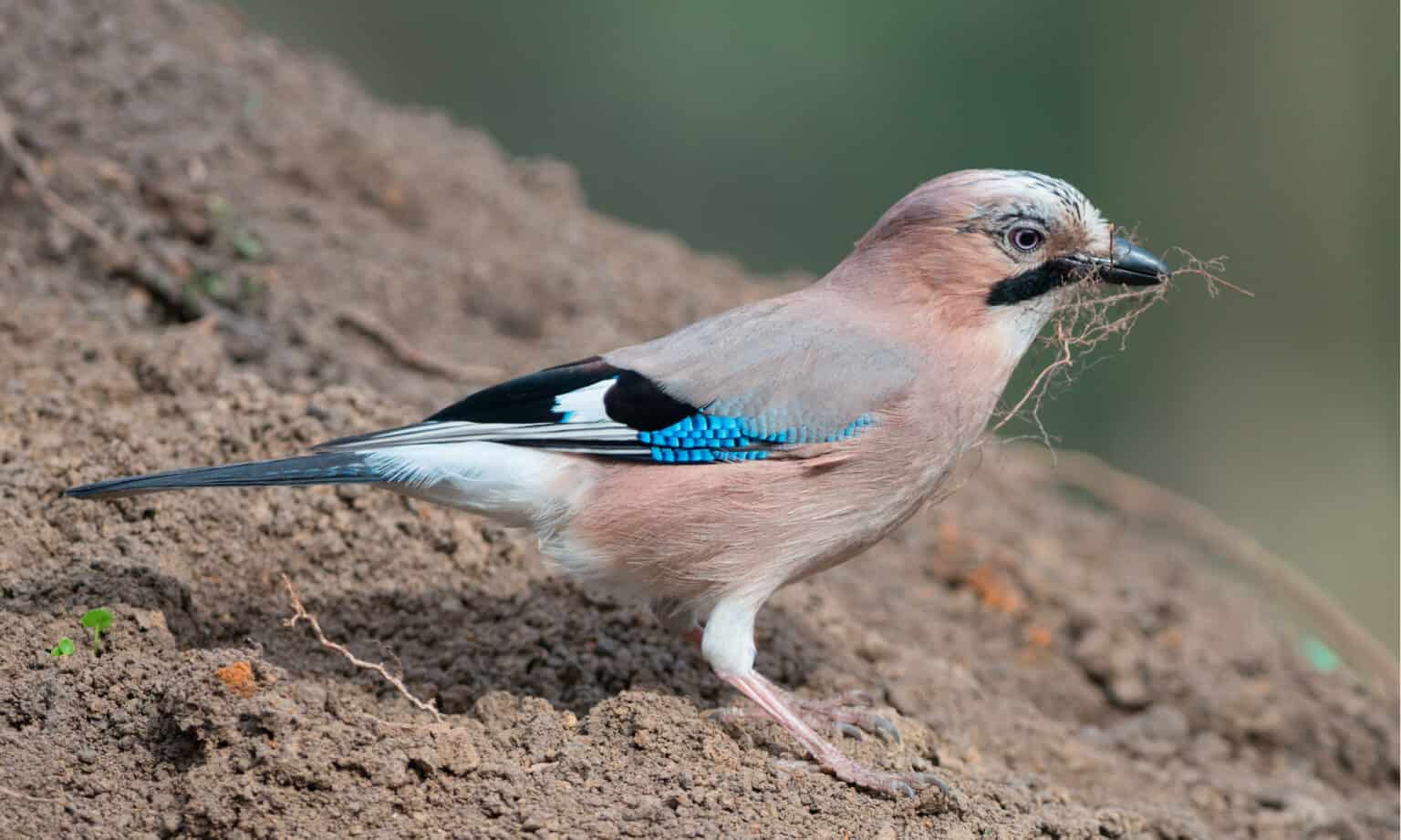 Eurasian Jay Bird Facts - Garrulus glandarius - A-Z Animals