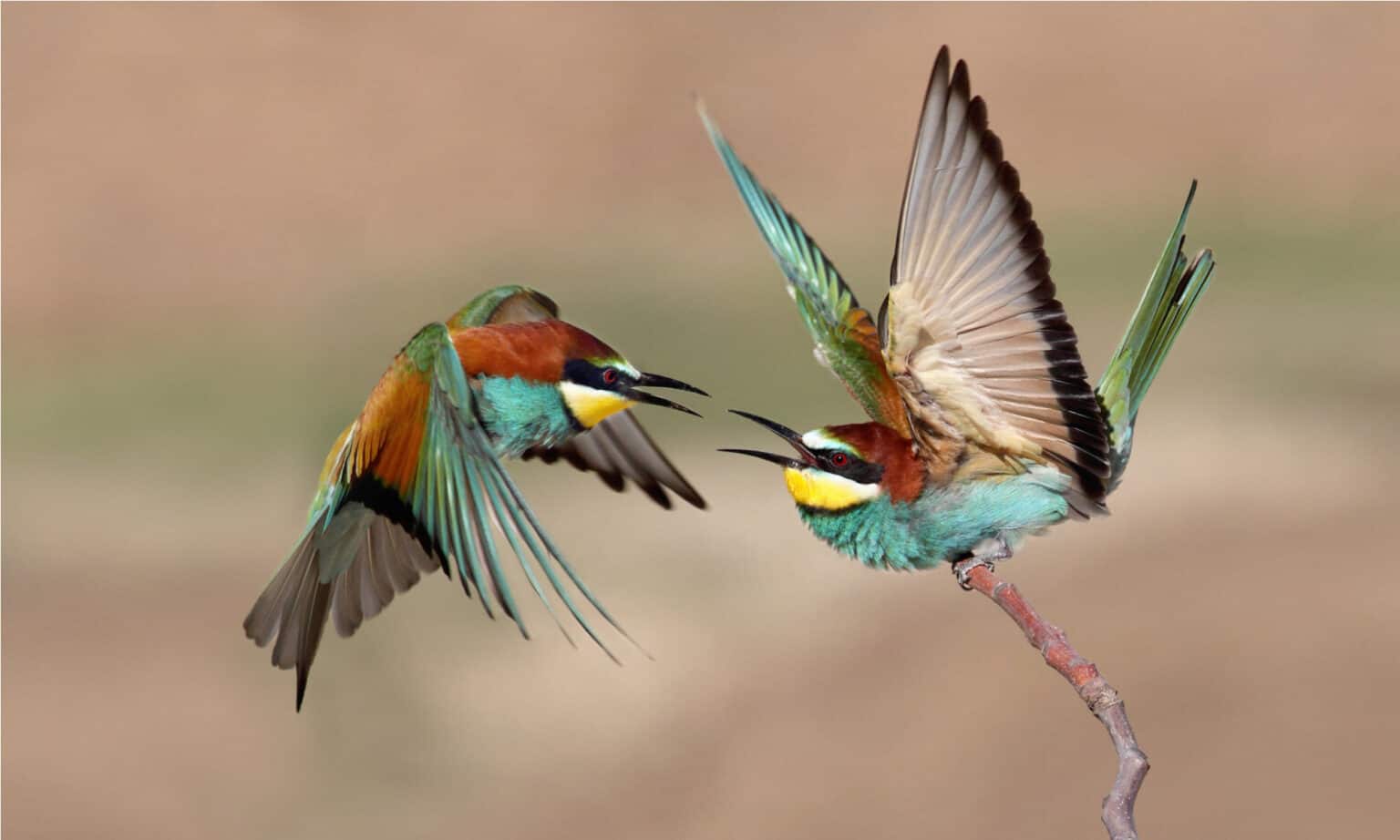 European Bee-Eater Bird Facts - Merops apiaster - A-Z Animals