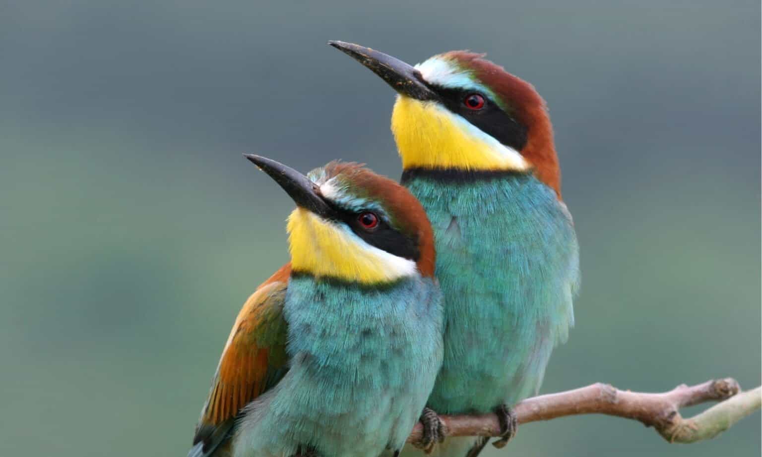 European Bee-Eater Bird Facts - Merops apiaster - A-Z Animals