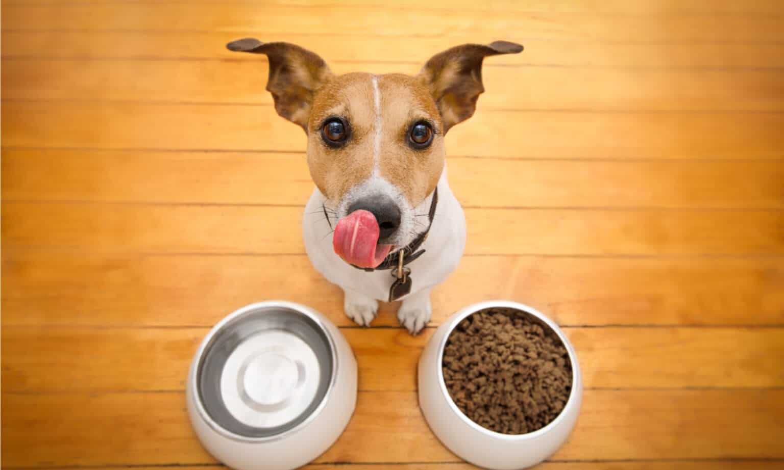 Is Intermittent Fasting Right for Your Pet? - A-Z Animals