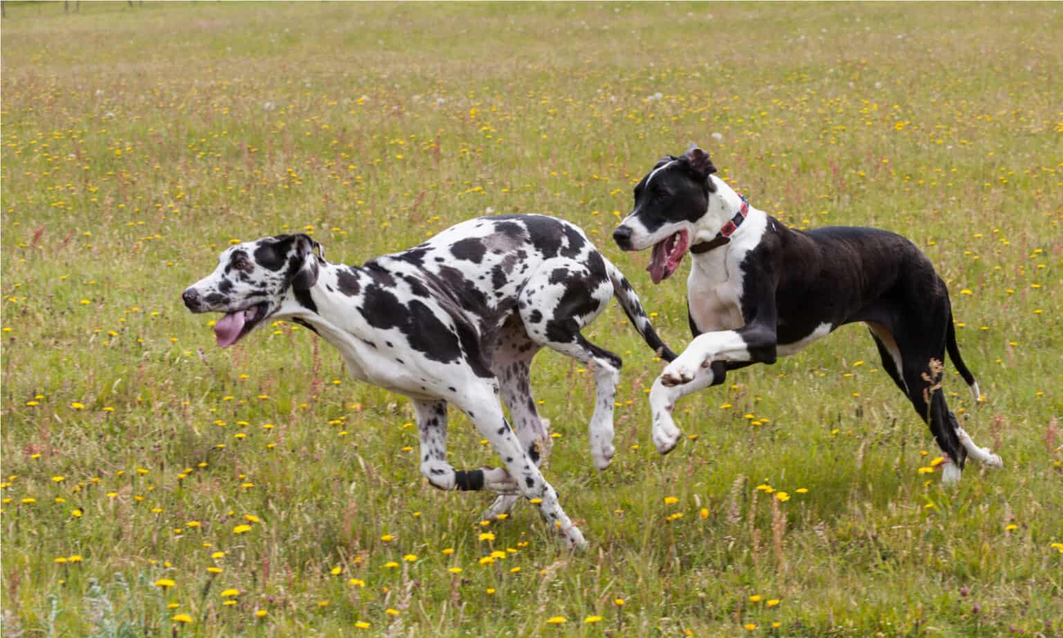 When Your Great Dane is Aggressive: What to Do and How to Fix It - A-Z ...