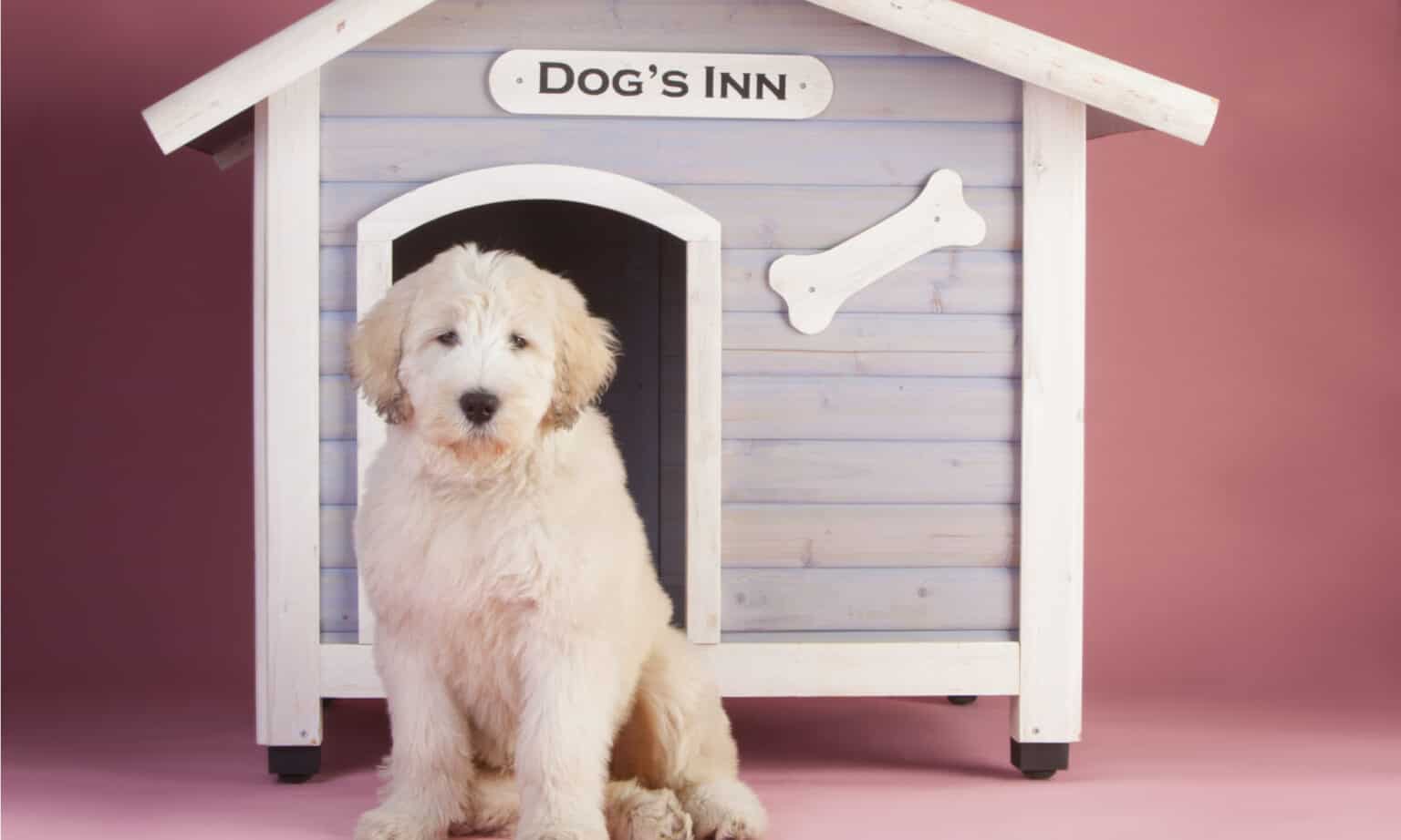 Best Large Indoor Dog House - Reviewed and Ranked - A-Z Animals