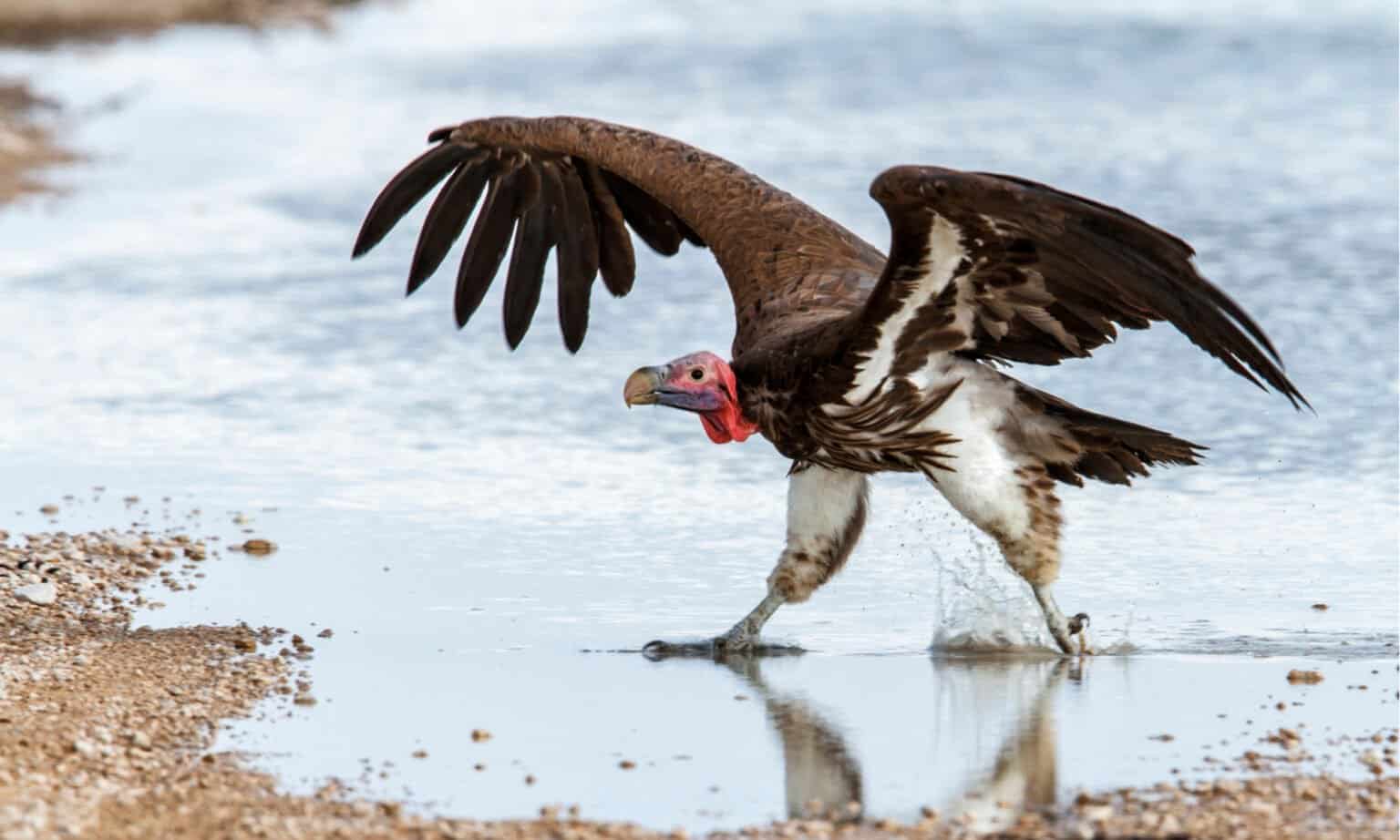 Lappet-faced Vulture Bird Facts - Torgos tracheliotos - A-Z Animals