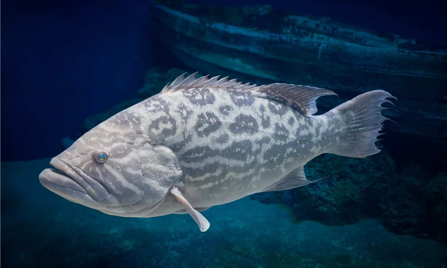 Discover the Largest Grouper Ever Caught - A-Z Animals