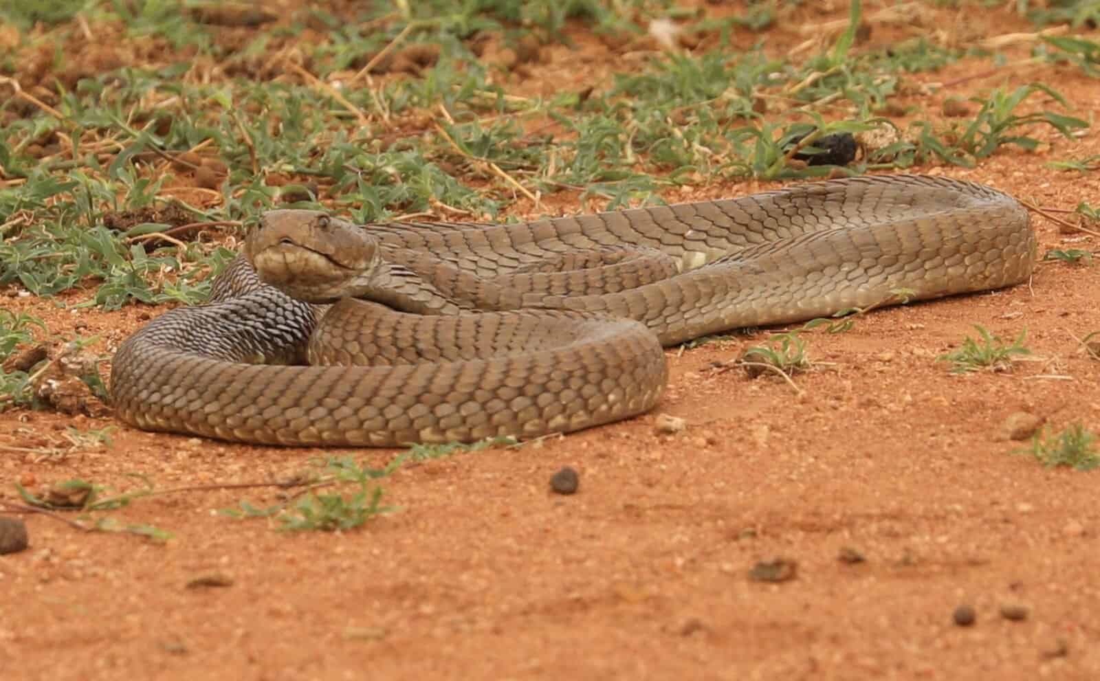 The 6 Largest Snakes in Africa - A-Z Animals