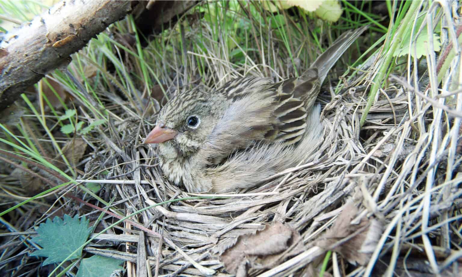 Ortolan Bunting Bird Facts - Emberiza hortulana - A-Z Animals