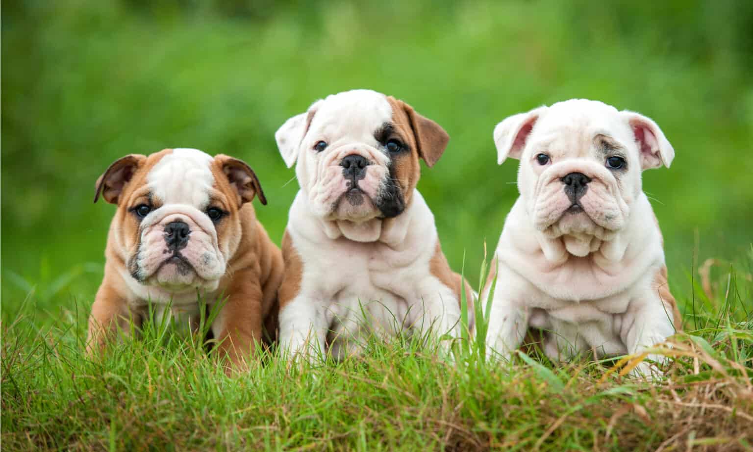 Male Bulldog vs. Female Bulldog : 4 Key Differences Explained - A-Z Animals