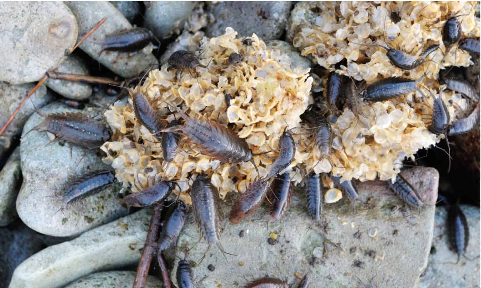 Sea Roach Animal Facts - Ligia exotica - A-Z Animals