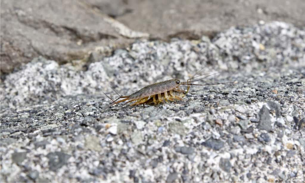 Sea Roach Animal Pictures | A-Z Animals