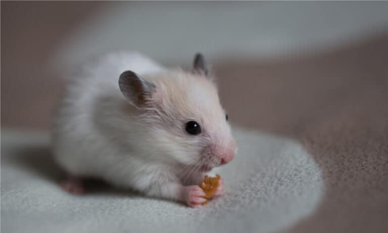 Can Hamsters Eat Grapes? - A-Z Animals