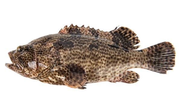Grouper Fish Animal Facts - Epinephelinae - A-Z Animals