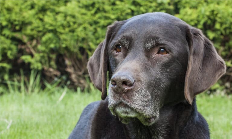 The 106 Best Old Man Dog Names - A-Z Animals