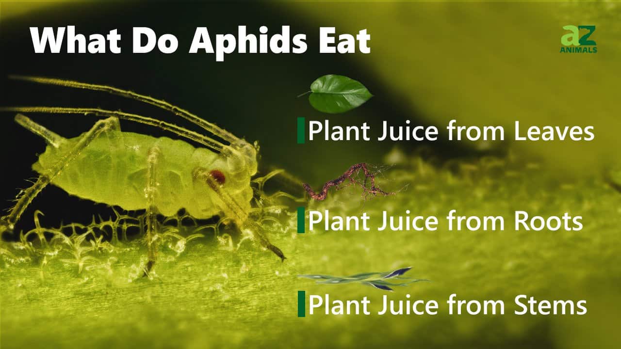 What Do Aphids Eat? Their Diet Explained. - A-Z Animals
