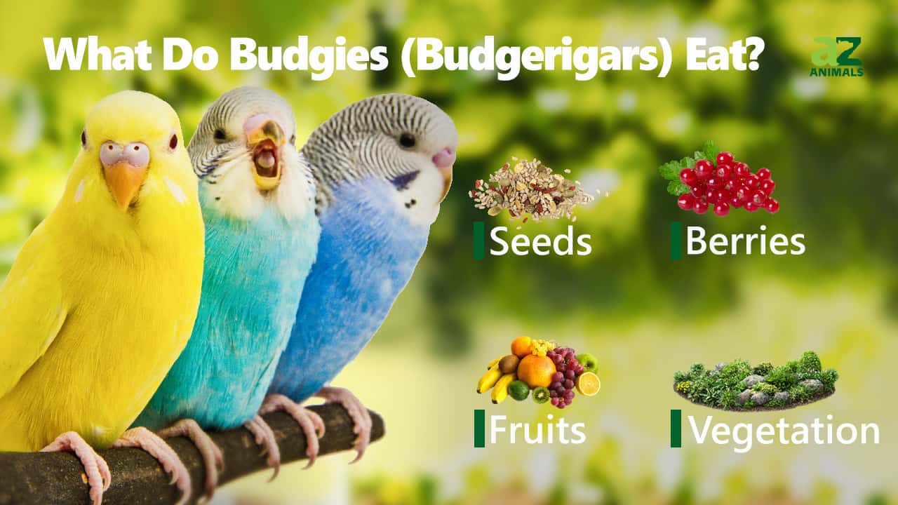 Budgerigar Animal Facts - Melopsittacus undulatus - A-Z Animals