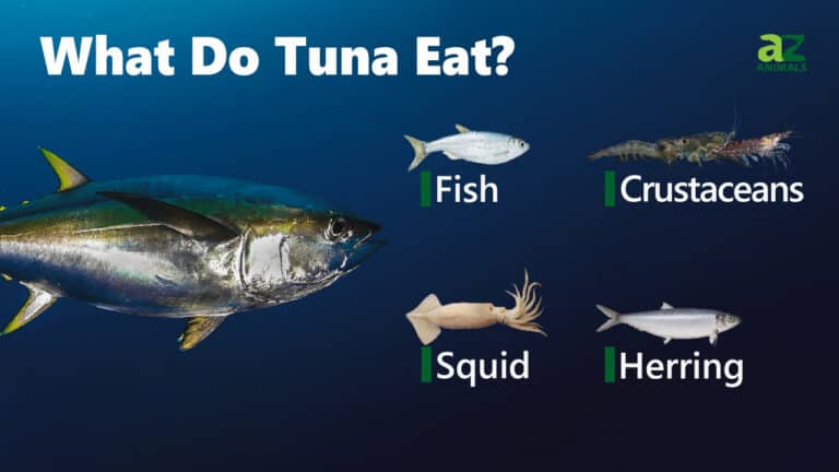 What Do Tuna Eat? Their Diet Explained - A-Z Animals