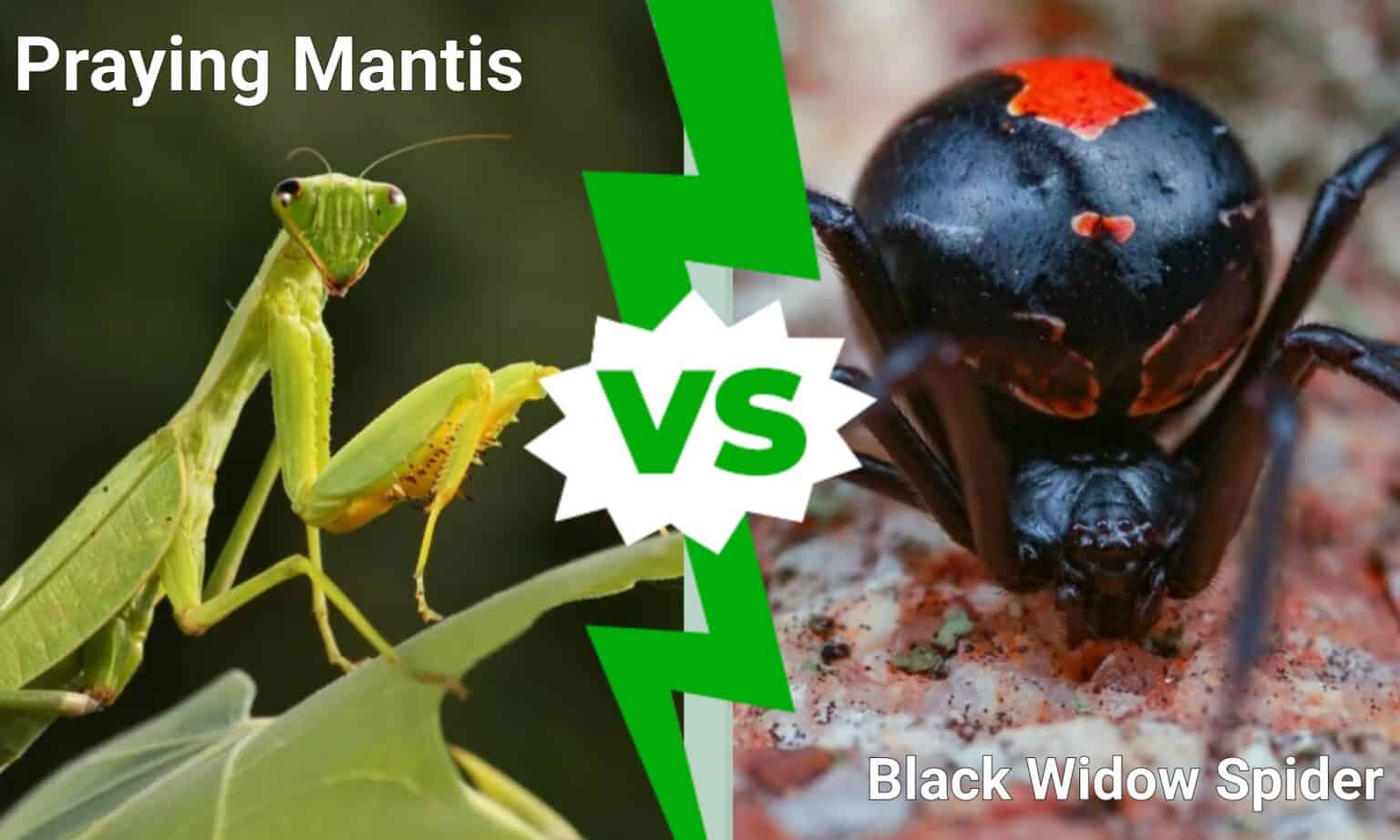 Praying Mantis vs Black Widow Spider: Who Would Win in a Fight? - A-Z ...
