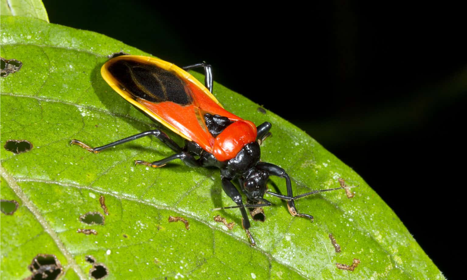 6 Beneficial Insects You Actually Want to See in Your Yard - A-Z Animals