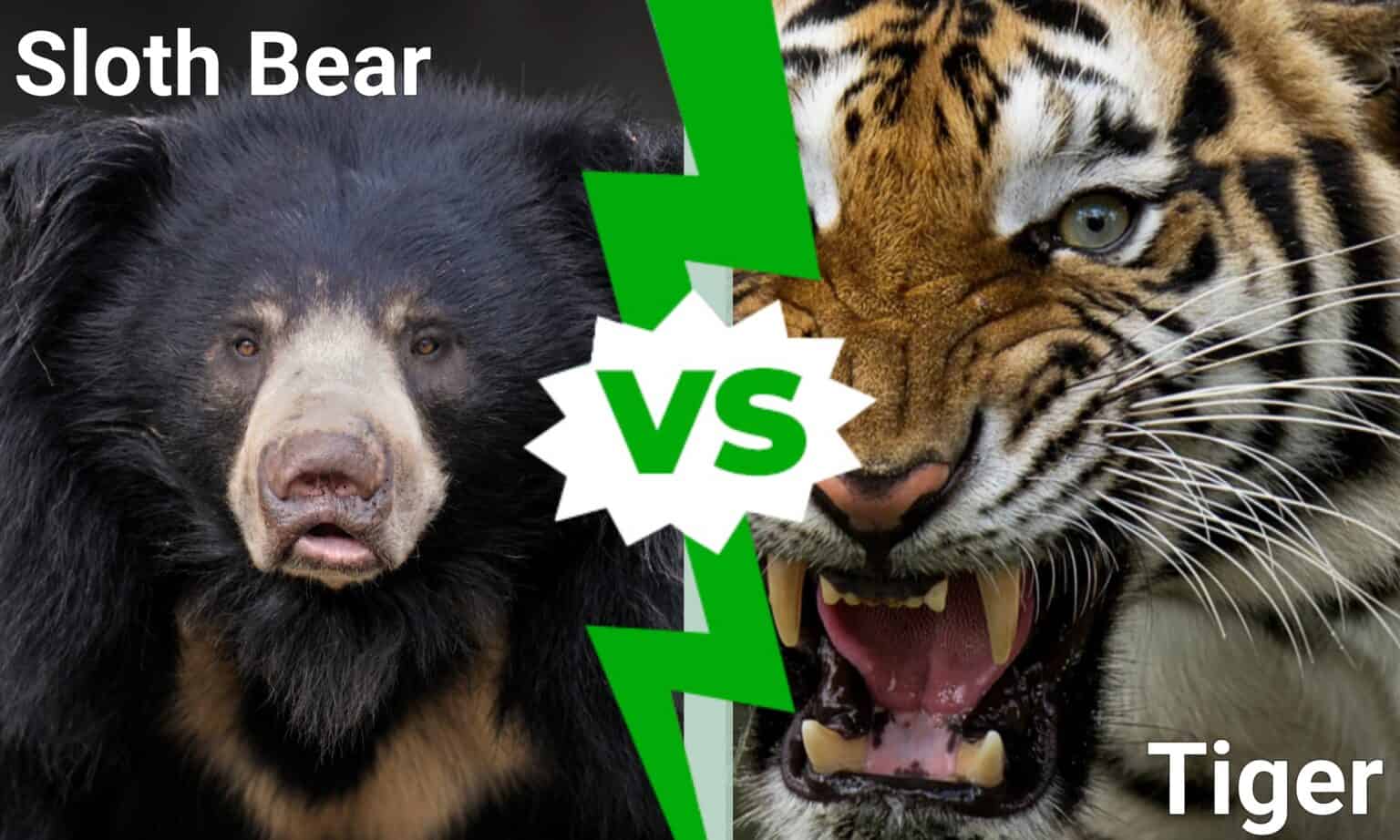 Sloth Bear vs Tiger: Who Would Win in a Fight? - A-Z Animals