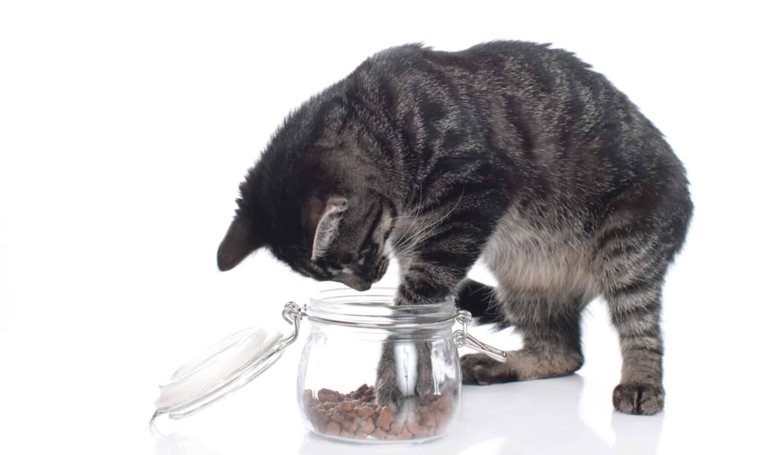 Check Out the Best Soft Cat Treats - A-Z Animals