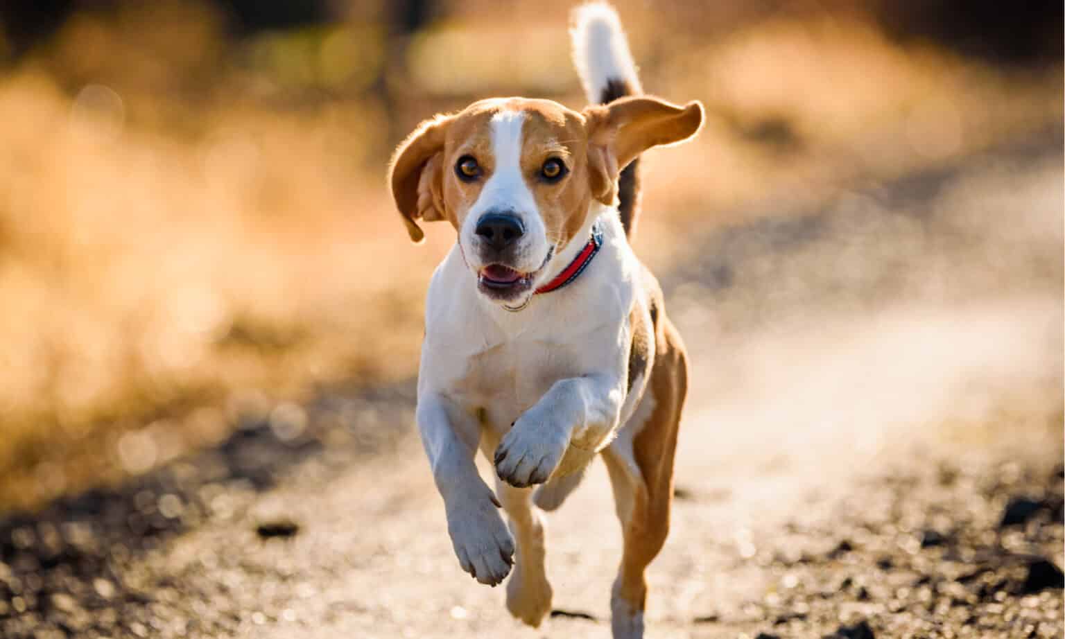 Pit Bull and Beagle: Everything You Need to Know About the Friendly Mix ...
