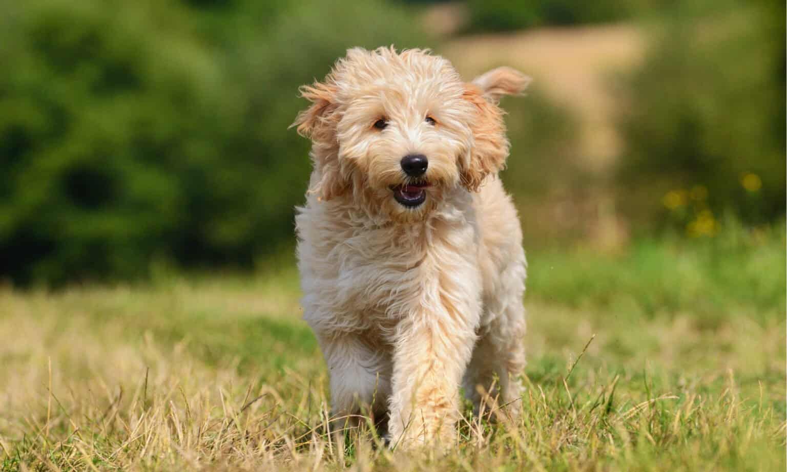 The 9 Most Common Health Problems in Goldendoodles - A-Z Animals