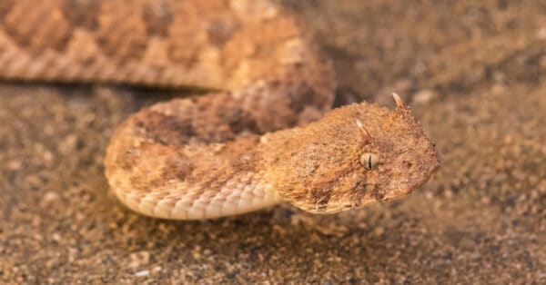 Horned Adder Animal Facts - Bitis caudalis - A-Z Animals