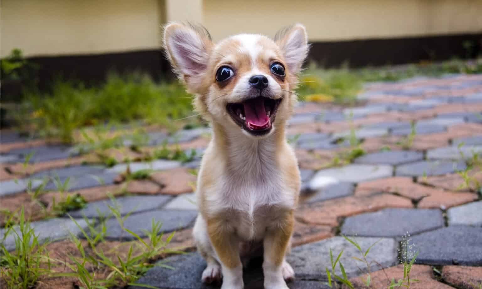 The Coolest Dog Breeds - A-Z Animals