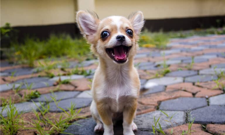 The Coolest Dog Breeds - A-Z Animals