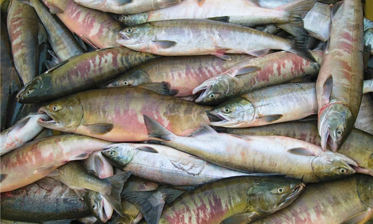 Keta Salmon Animal Facts - Oncorhynchus keta - A-Z Animals