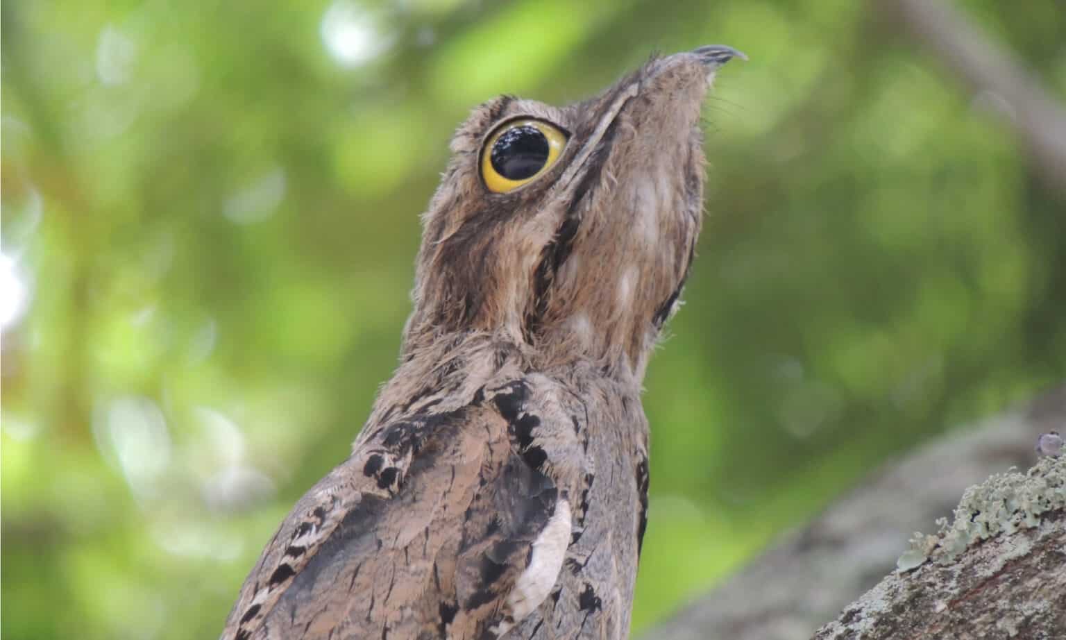 Potoo Bird Facts - Nyctibius bracteatus, Nyctibius grandis, Nyctibius ...
