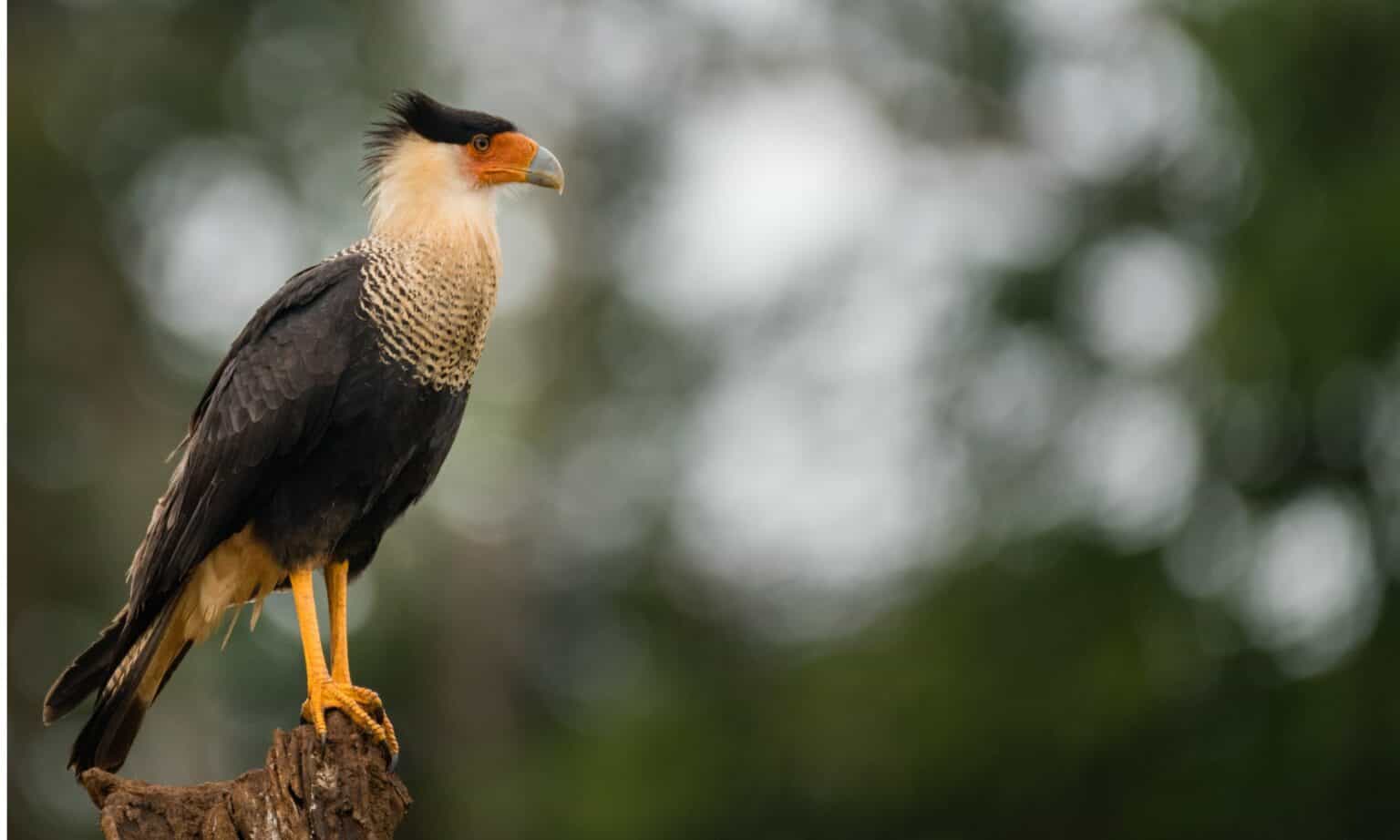 The 4 Types of Falcons That Call Florida Home - A-Z Animals