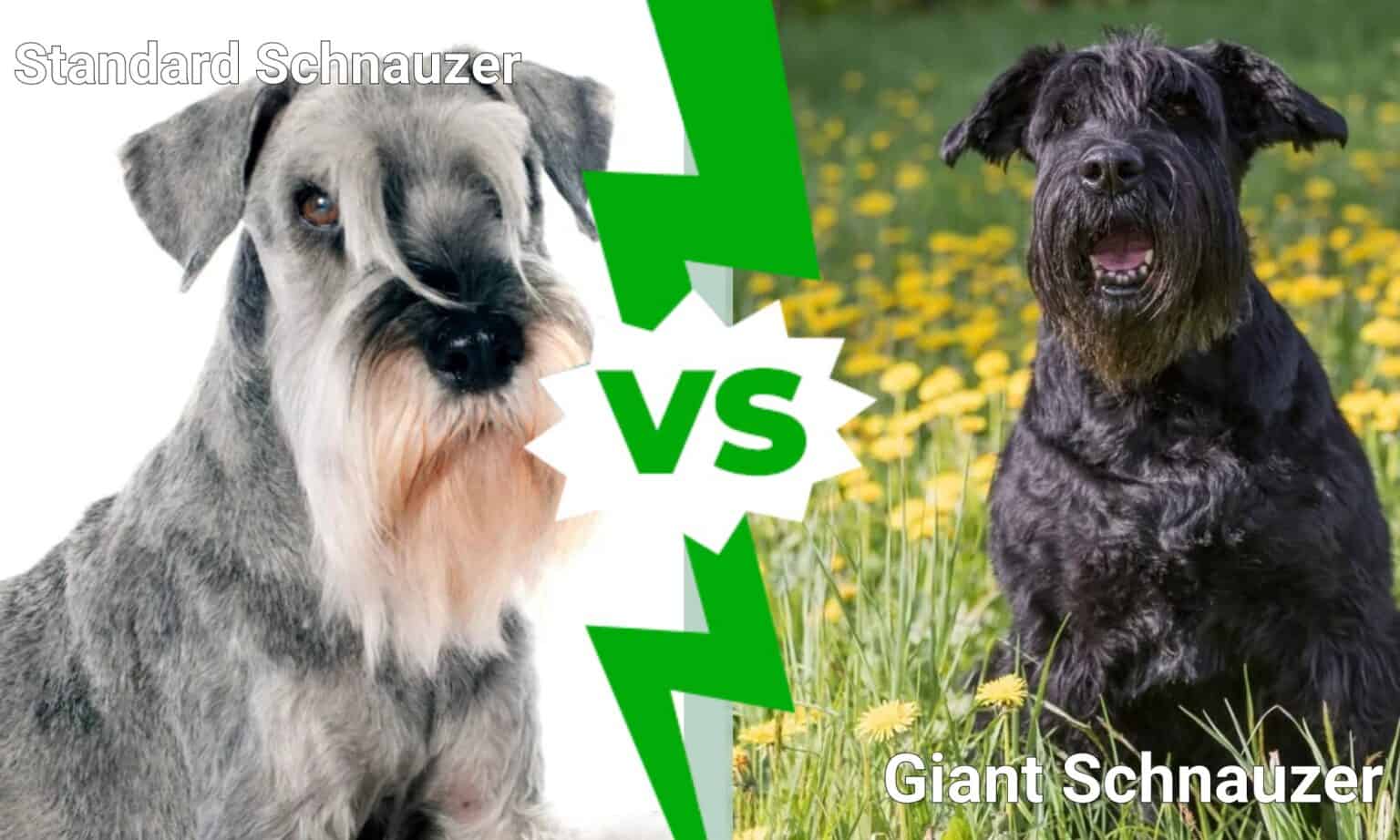 Standard Schnauzer vs. Giant Schnauzer: What Are the Differences? - A-Z ...