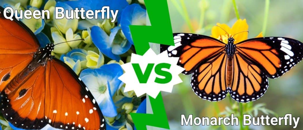 Queen Butterfly vs Monarch: What Are The Differences? - A-Z Animals
